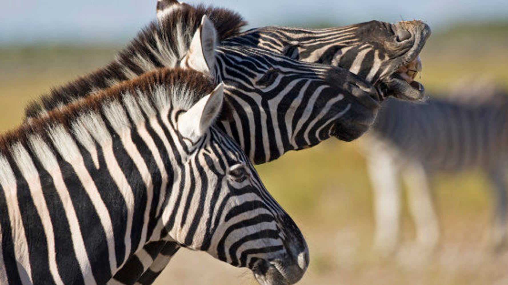¿Por qué las cebras tienen rayas? Así han influido los insectos en su ...