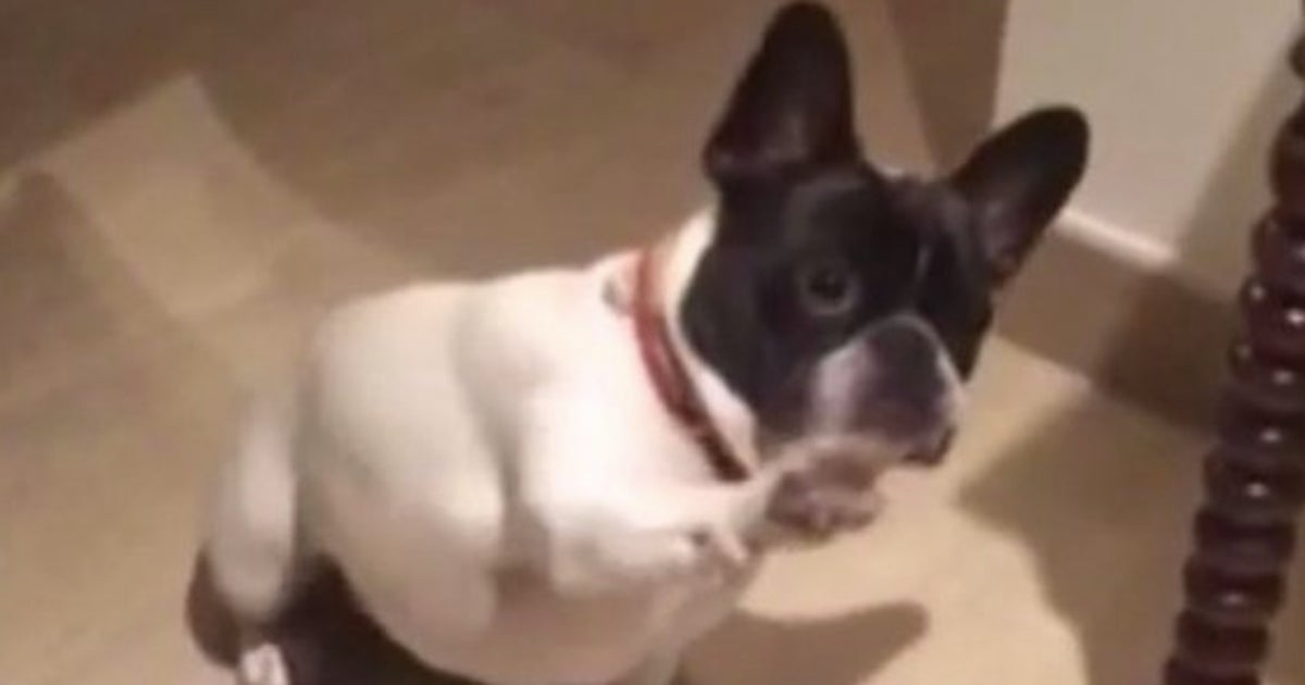 El "perro facha" que ha hecho reír a Pablo Iglesias (VÍDEO) | El HuffPost