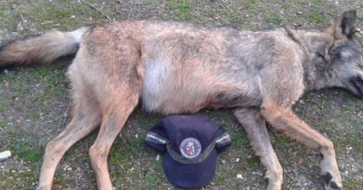 Hallan en Madrid dos lobos muertos en cuatro días | El HuffPost