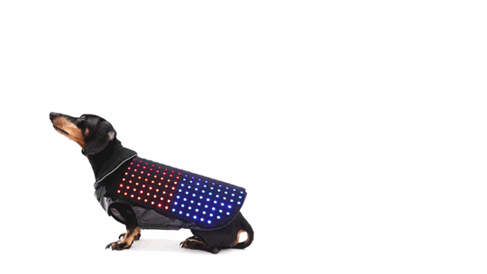 Las 'apps' más perrunas | El HuffPost Noticias