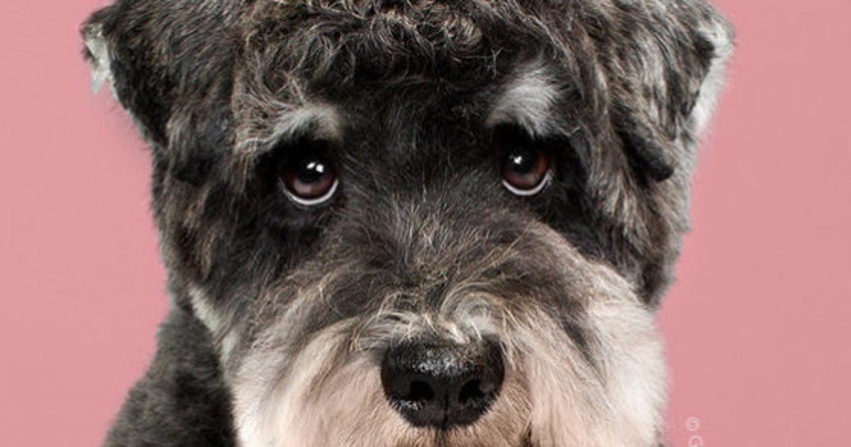Siete fotos de perros antes y después de pasar por la peluquería | El ...