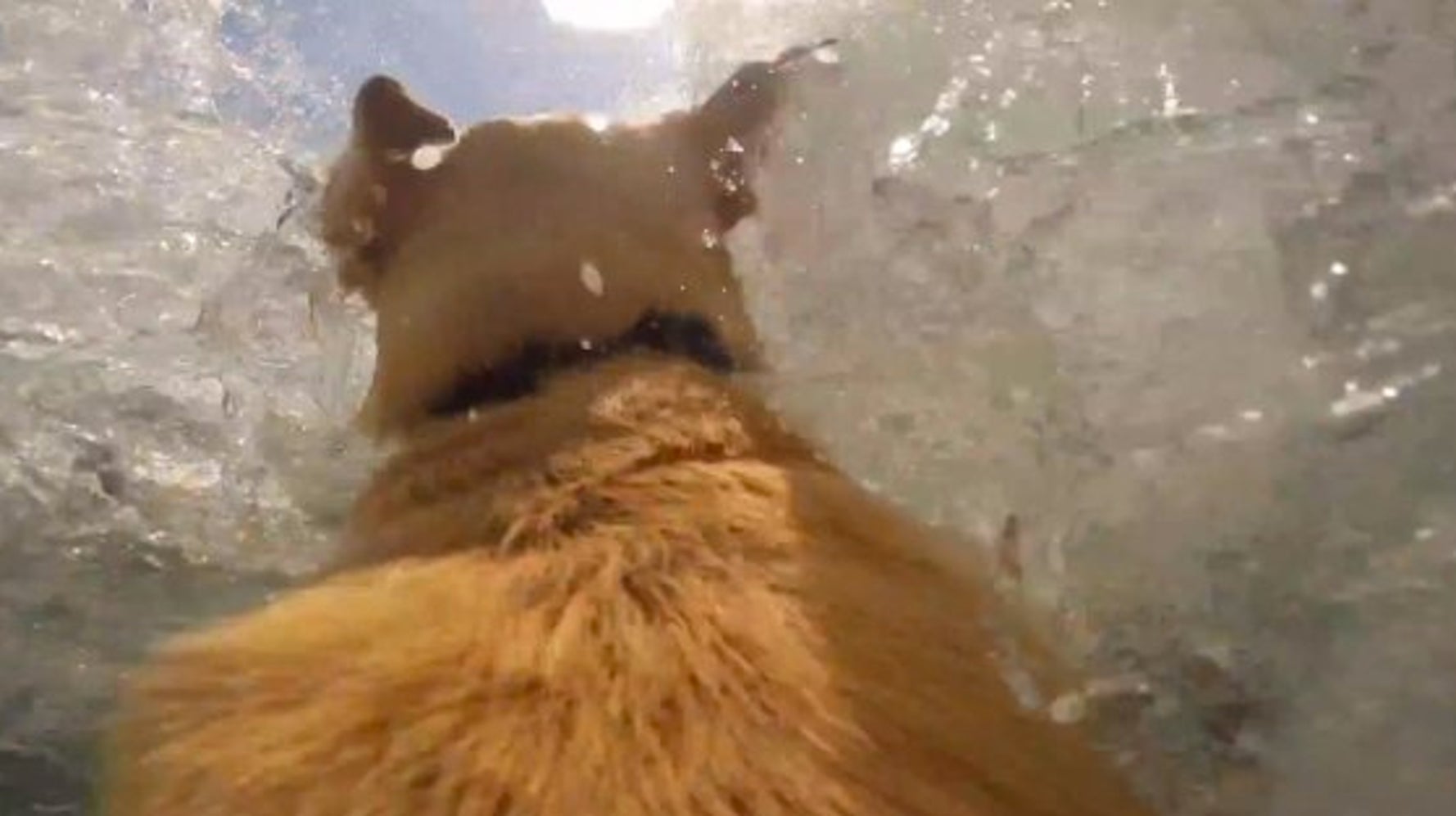 Walter, el perrete emocionado por lanzarse al mar (VÍDEO) | El HuffPost ...