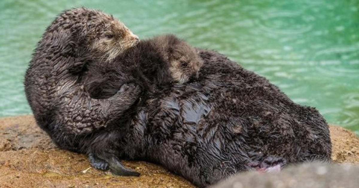 El nacimiento de una nutria salvaje en directo | El HuffPost Noticias