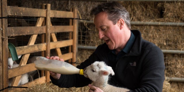 Piggate: polémica en Reino Unido por el supuesto encuentro sexual de Cameron con un cerdo | El ...