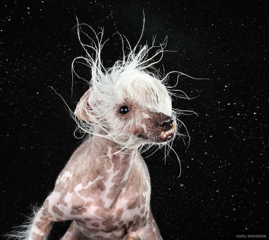 Nunca has visto a un perro sacudirse así (FOTOS) | El HuffPost Tendencias