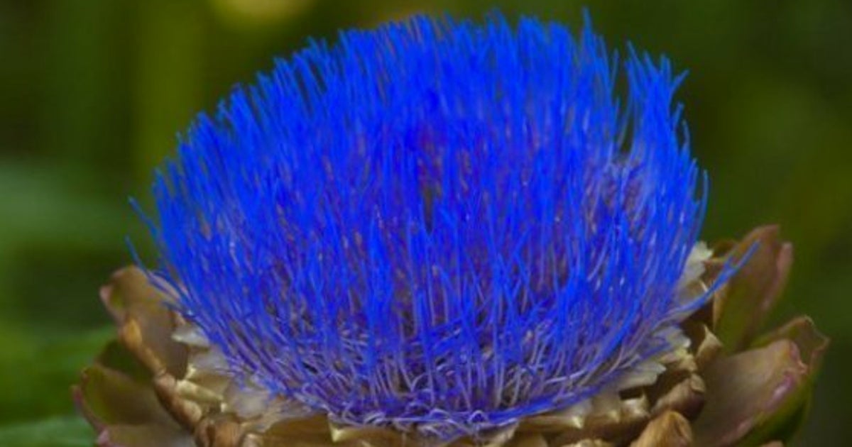 Las alcachofas son flores y estas imágenes te lo demuestran | El HuffPost
