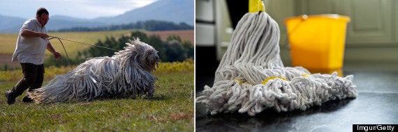 13 perros que se parecen a otras cosas que no son perros | El HuffPost ...