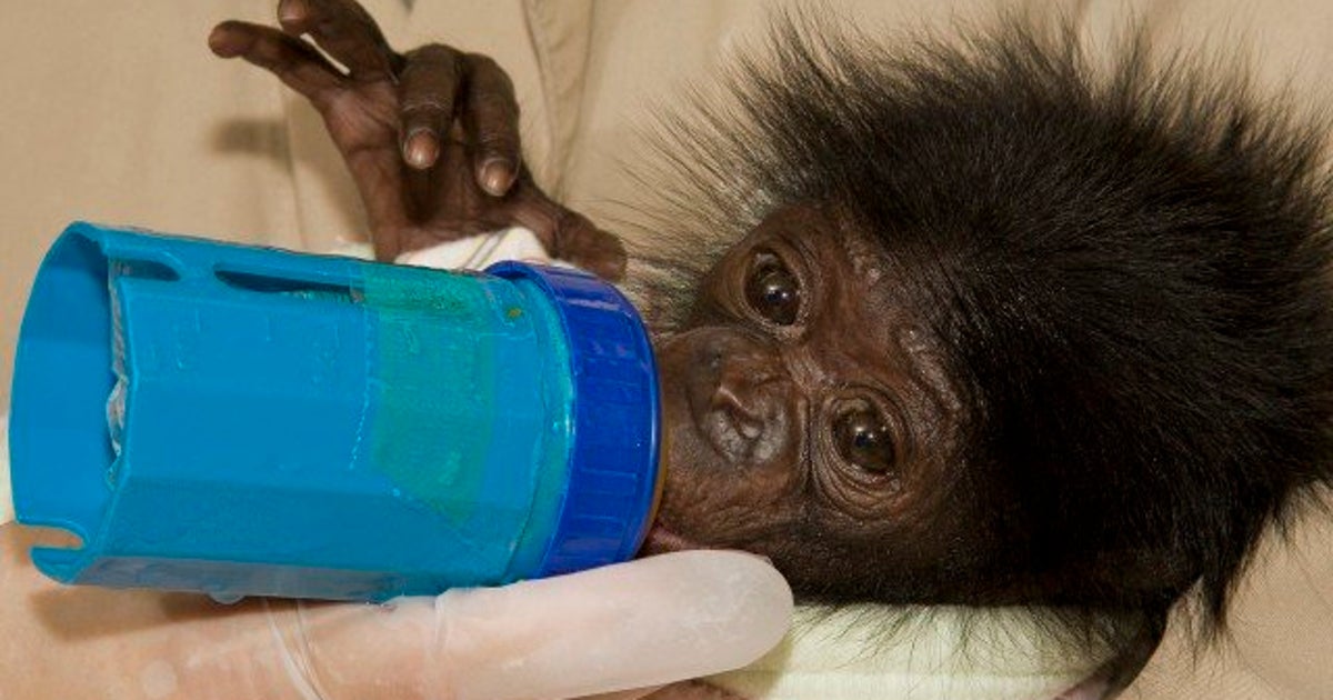 El genoma del bonobo, secuenciado (FOTOS) | El HuffPost