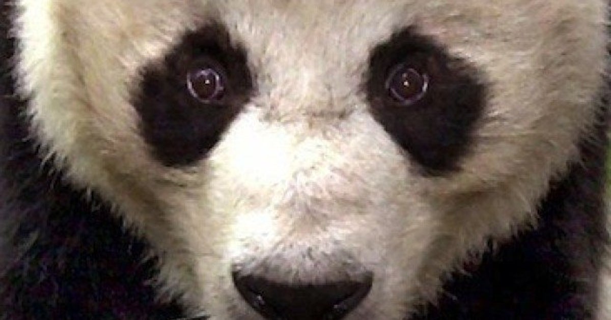 Muere a los 34 años el panda gigante macho de mayor edad: ¿Sabes cuánto ...