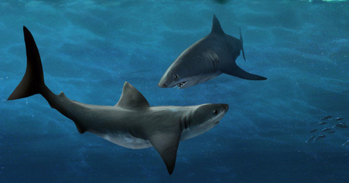 Guía para entender el lenguaje corporal de los tiburones | El HuffPost