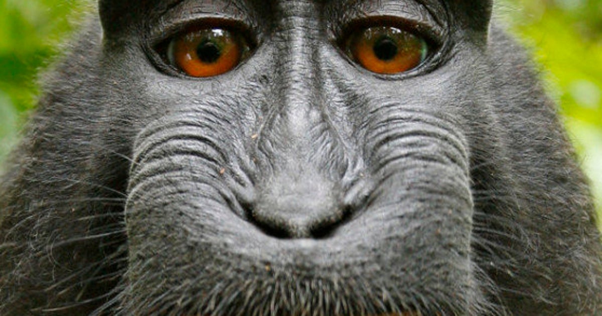 'Selfie' del macaco: ¿de quién son los derechos de la foto? (VÍDEO ...