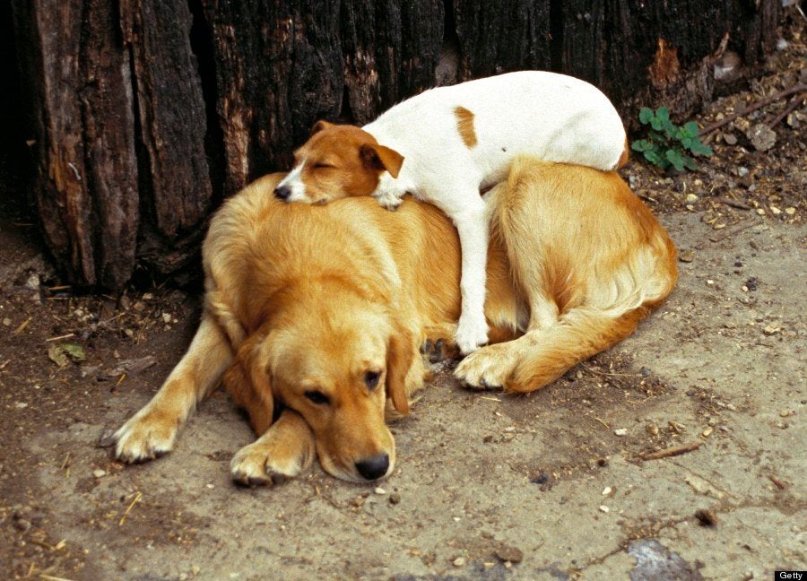 Fotos de animales para sonreír: el amor existe (FOTOS) | El HuffPost