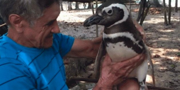 Este es Dindim, el pingüino que nada 8.000 kilómetros cada año para ver ...