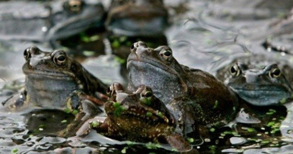 La misteriosa muerte de miles de ranas gigantes del Titicaca | El HuffPost