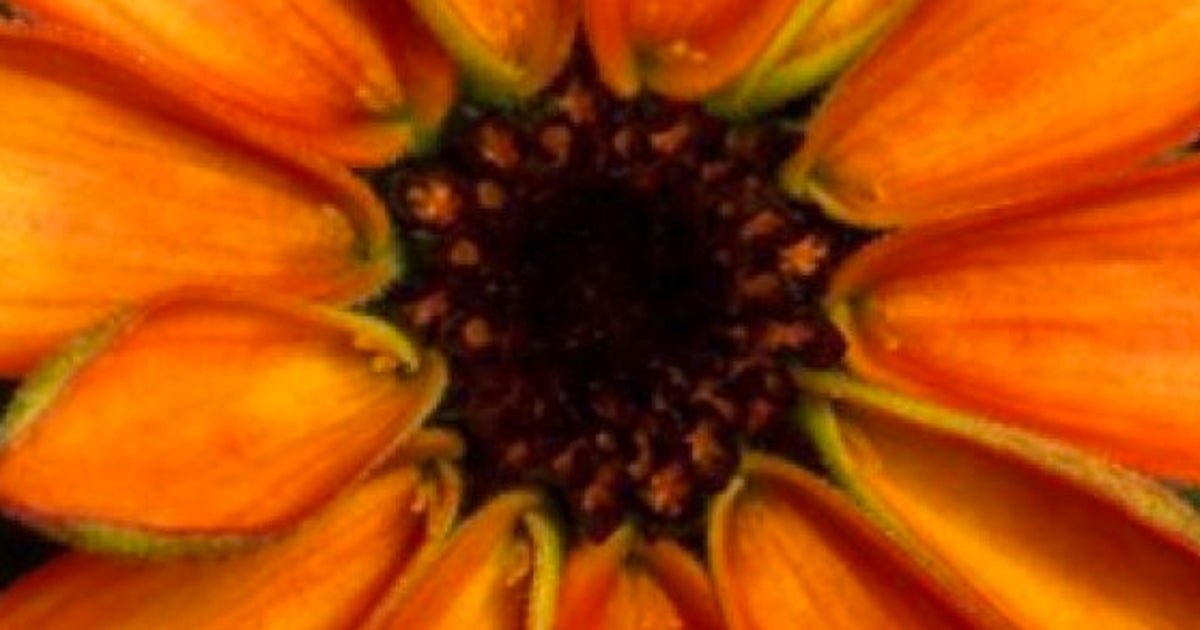 Esta es la primera flor que ha nacido en el espacio | El HuffPost