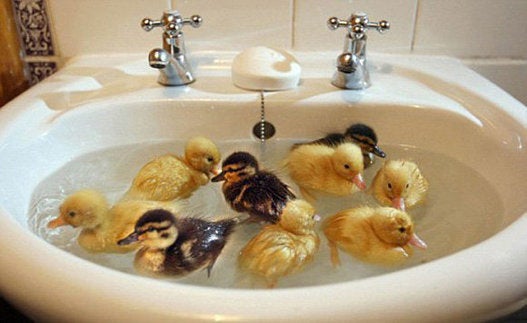 49 HERMOSOS animales dándose un buen baño | El HuffPost Tendencias
