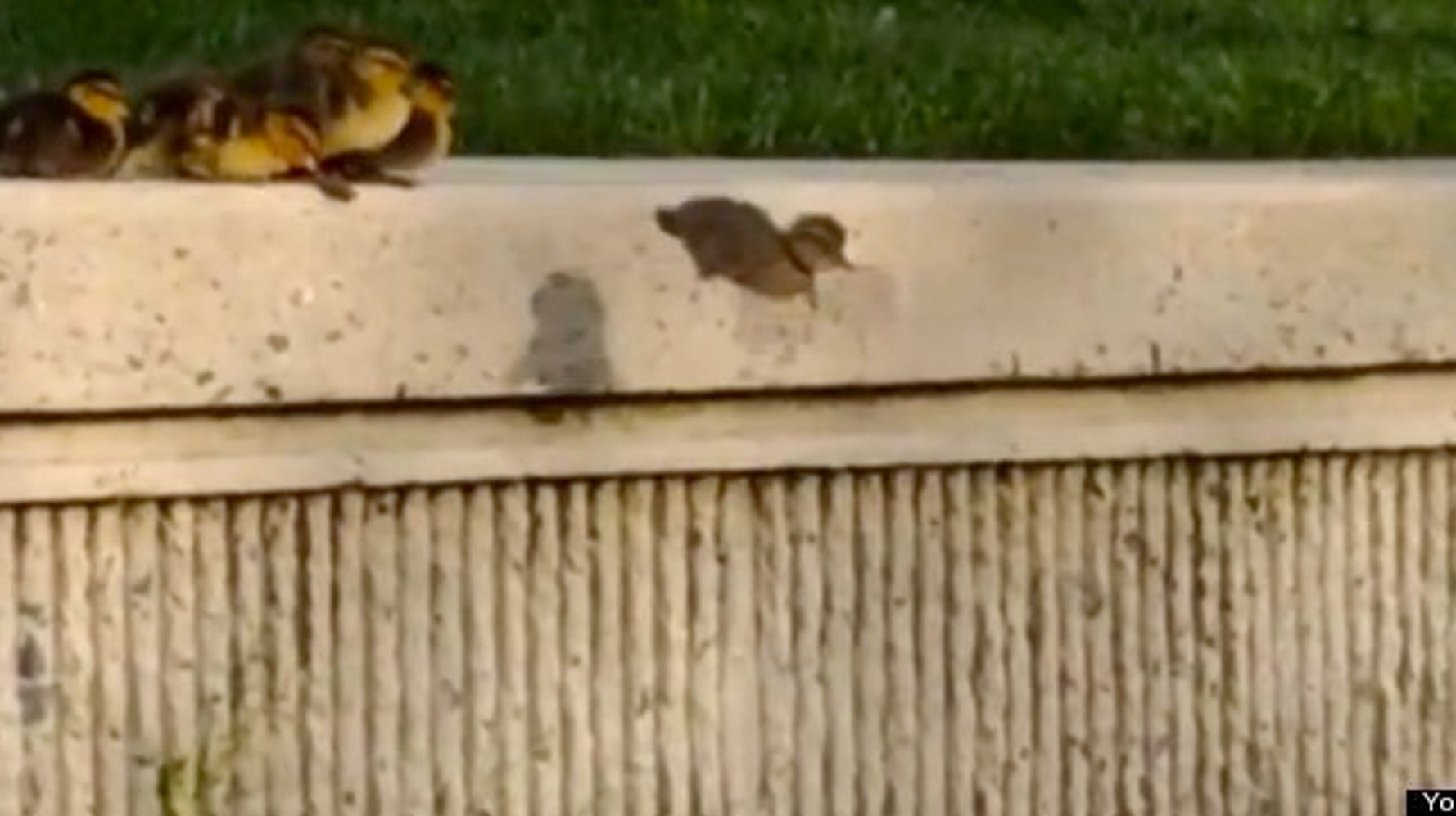 Patitos superando sus miedos a la hora de saltar un escalón (VÍDEO ...