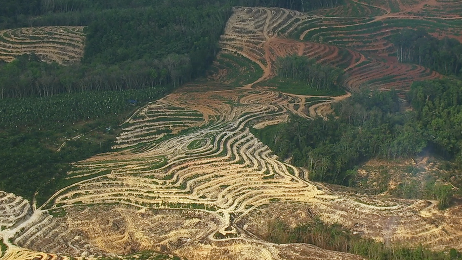 The Rapid Decline Of The Natural World Is A Crisis Even Bigger Than ...