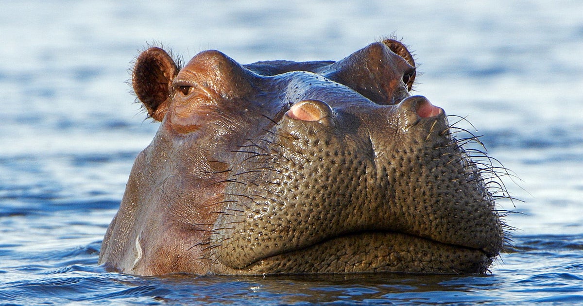 Un hipopótamo se lo pasa en grande con un compañero de juego nada ...