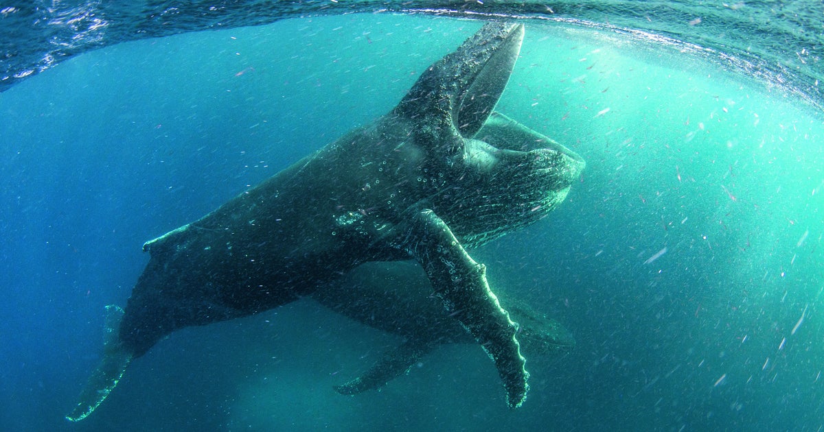 Our Planet Trailer: First Look At David Attenborough's New Netflix Show ...