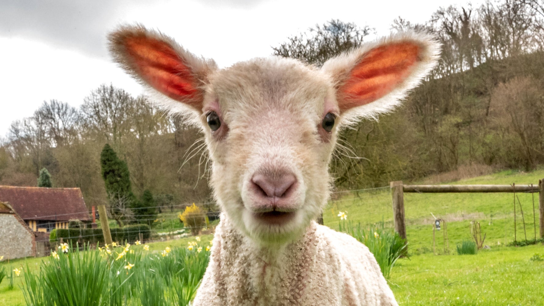 For The First Day Of Spring, Here's An Adorable Lamb | HuffPost Latest News