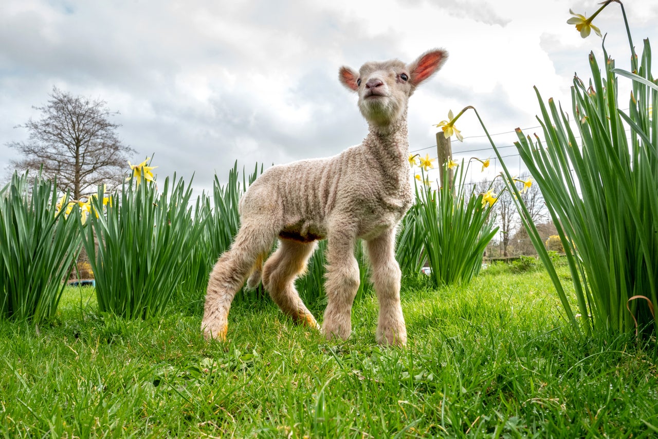 For The First Day Of Spring, Here's An Adorable Lamb | HuffPost Latest News