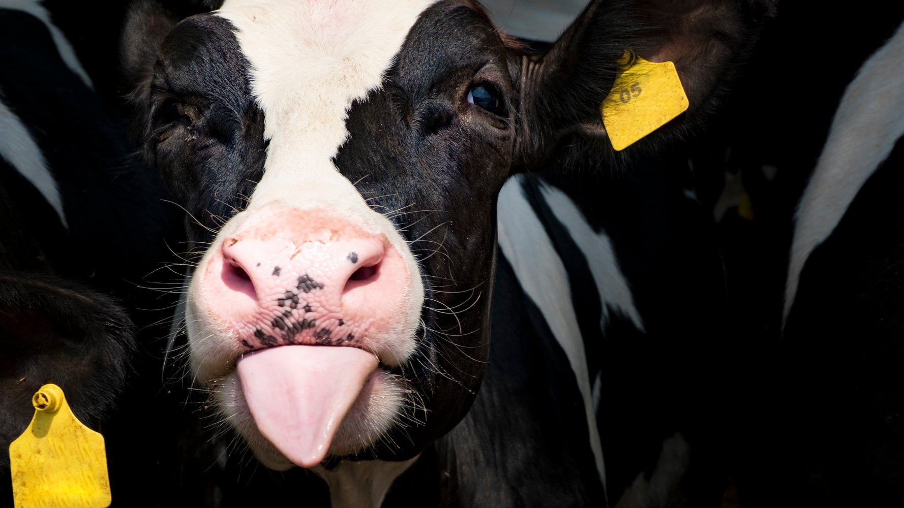 Devin Nunes Event Axed After Planned 'Cattle Call' Protest To Honor Cow ...