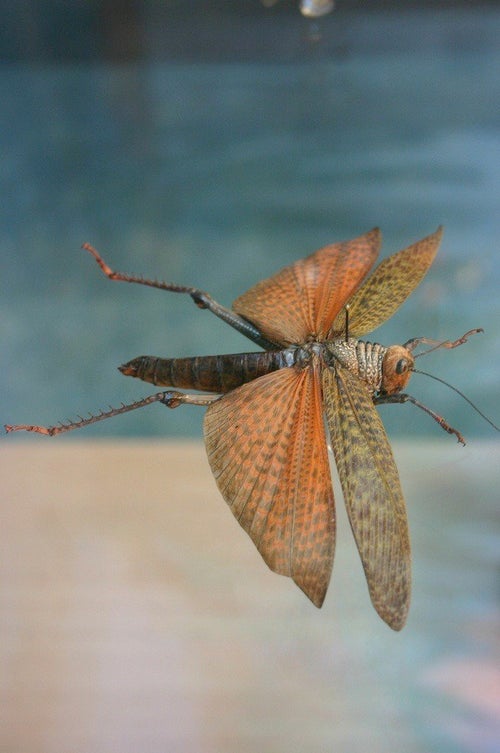 Locust Wings