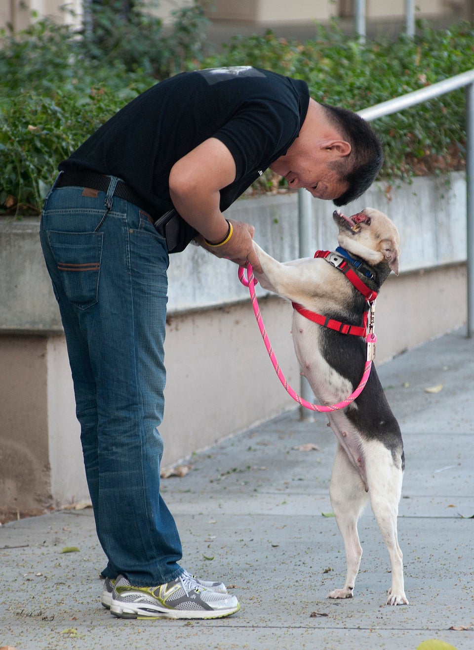 Kabang Dog Update: Snoutless Canine Has Surgery Delayed (GRAPHIC PHOTOS ...