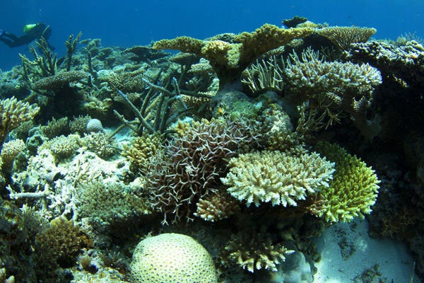Remote Coral Reefs, Such As Scott Reef, May Recover From Bleaching Due ...