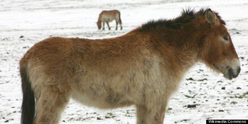 Prehistoric Horses