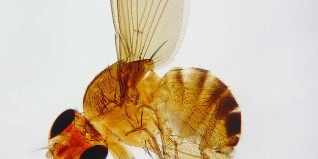 How Fruit Flies Are Helping Scientists Develop Personalized Cancer ...