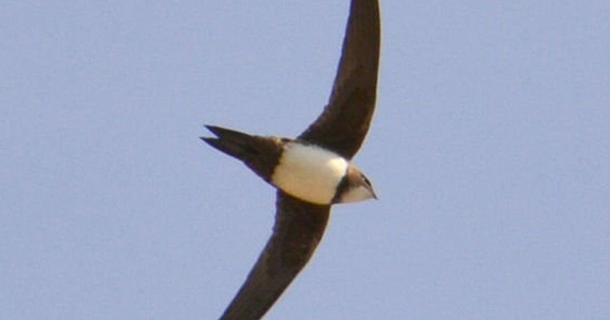 Migrating Alpine Swift Birds Fly Nonstop For Six Months Straight, Study ...