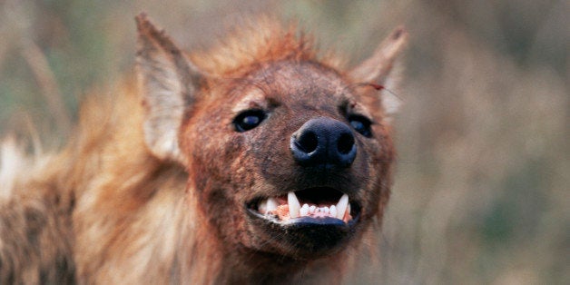 Hyena's Bad Smell May Stem From Bacteria, Not Animal Itself | HuffPost ...