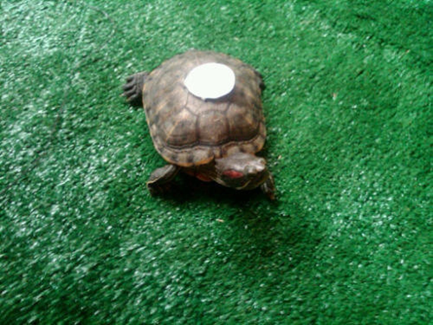 Chicago's Weirdest Bar Games: Turtle Racing, Movieokie, Rock-Paper ...