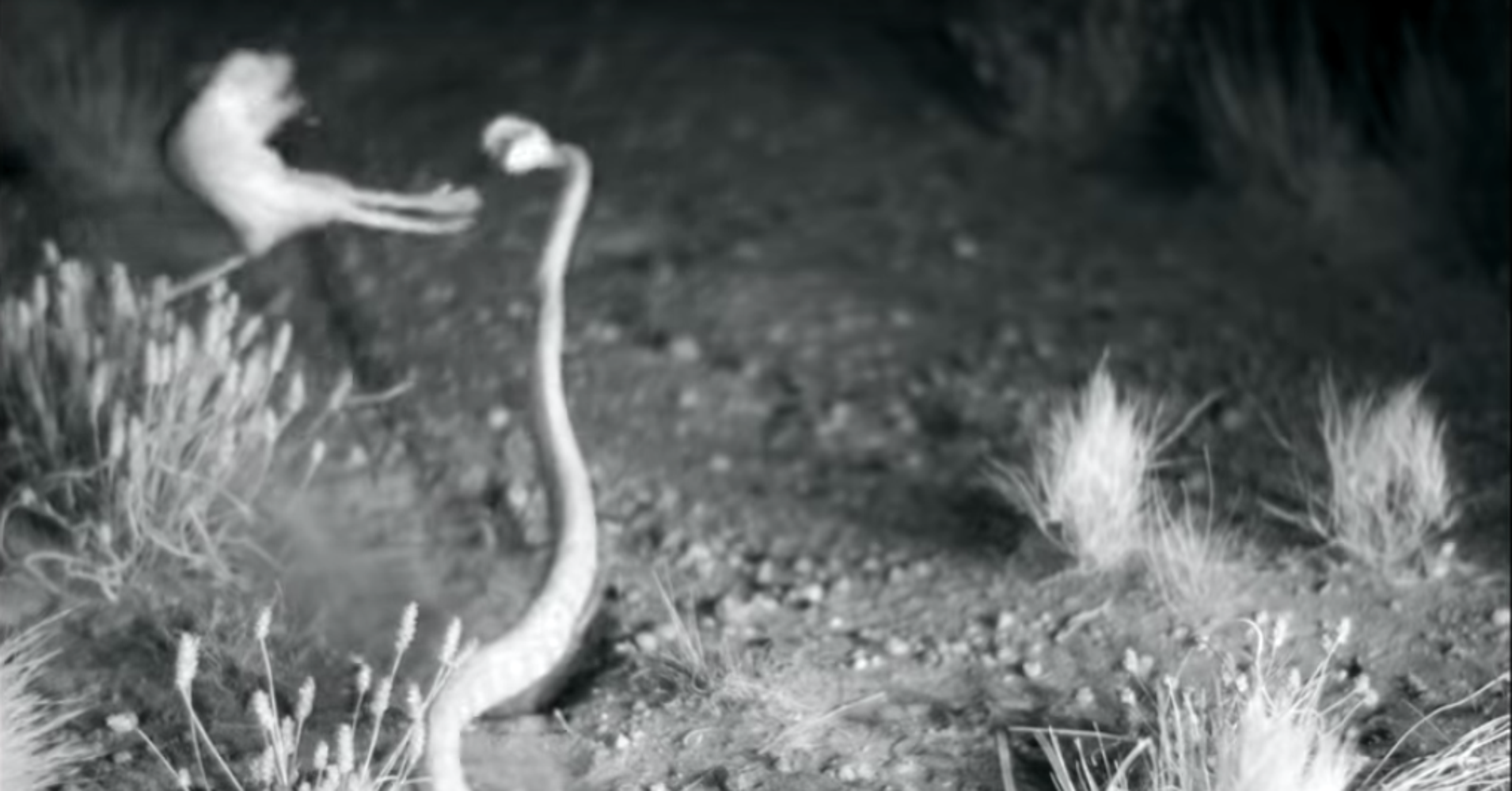 Kangaroo Rat Thwarts Rattlesnake Attack In Jaw-Dropping Fight Sequence ...