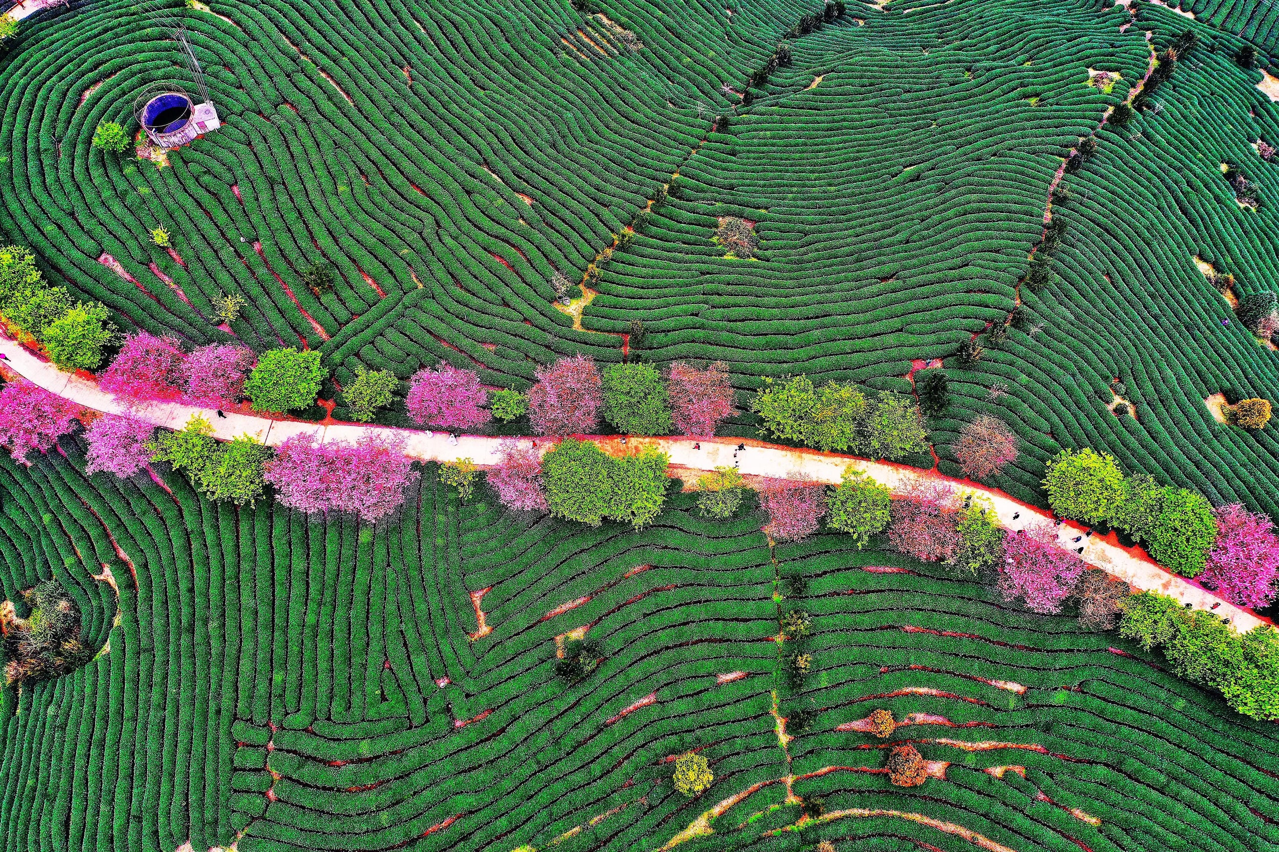 These Photos Of Cherry Blossoms Around The World Will Brighten Your Day ...