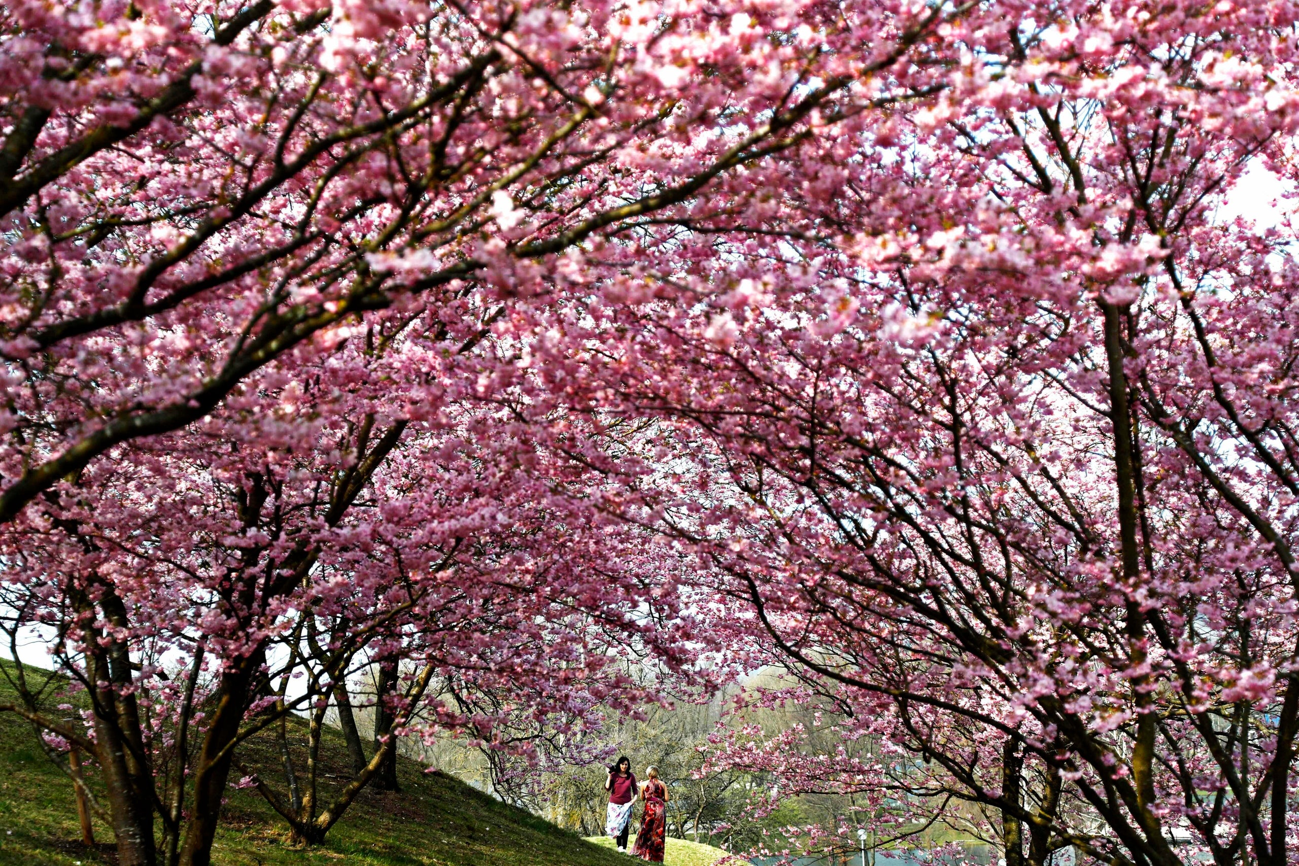These Photos Of Cherry Blossoms Around The World Will Brighten Your Day ...