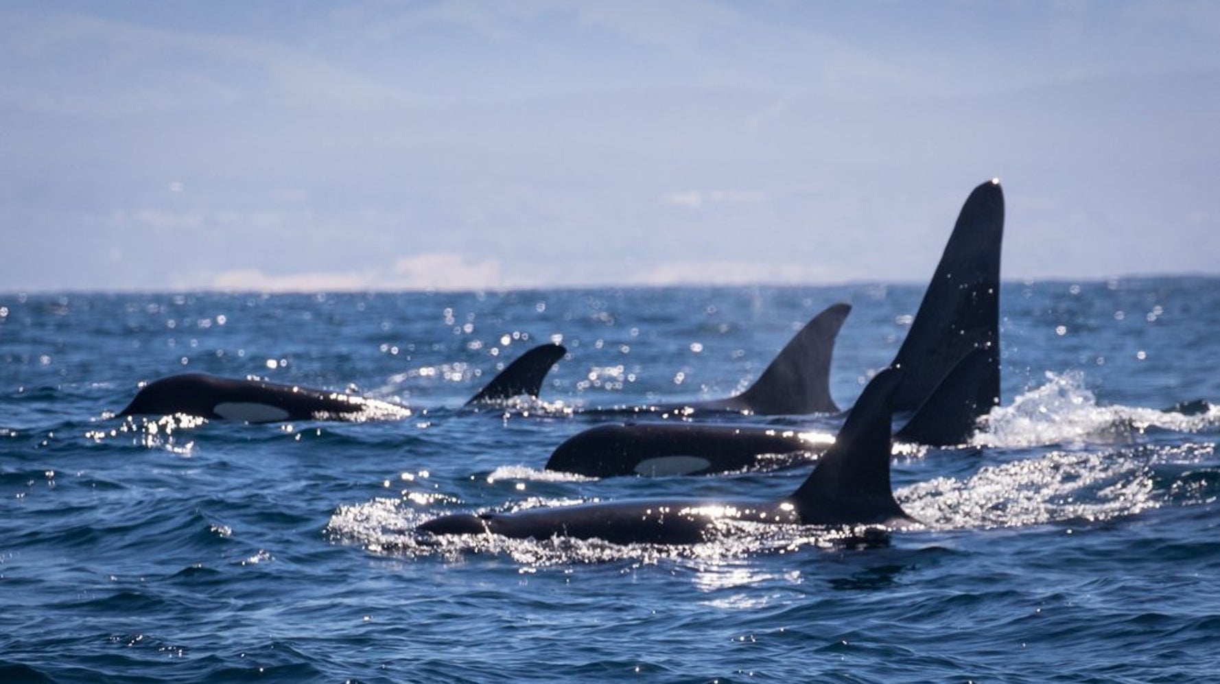 Dozens Of Endangered Orcas Seen Off California Coast For First Time In ...