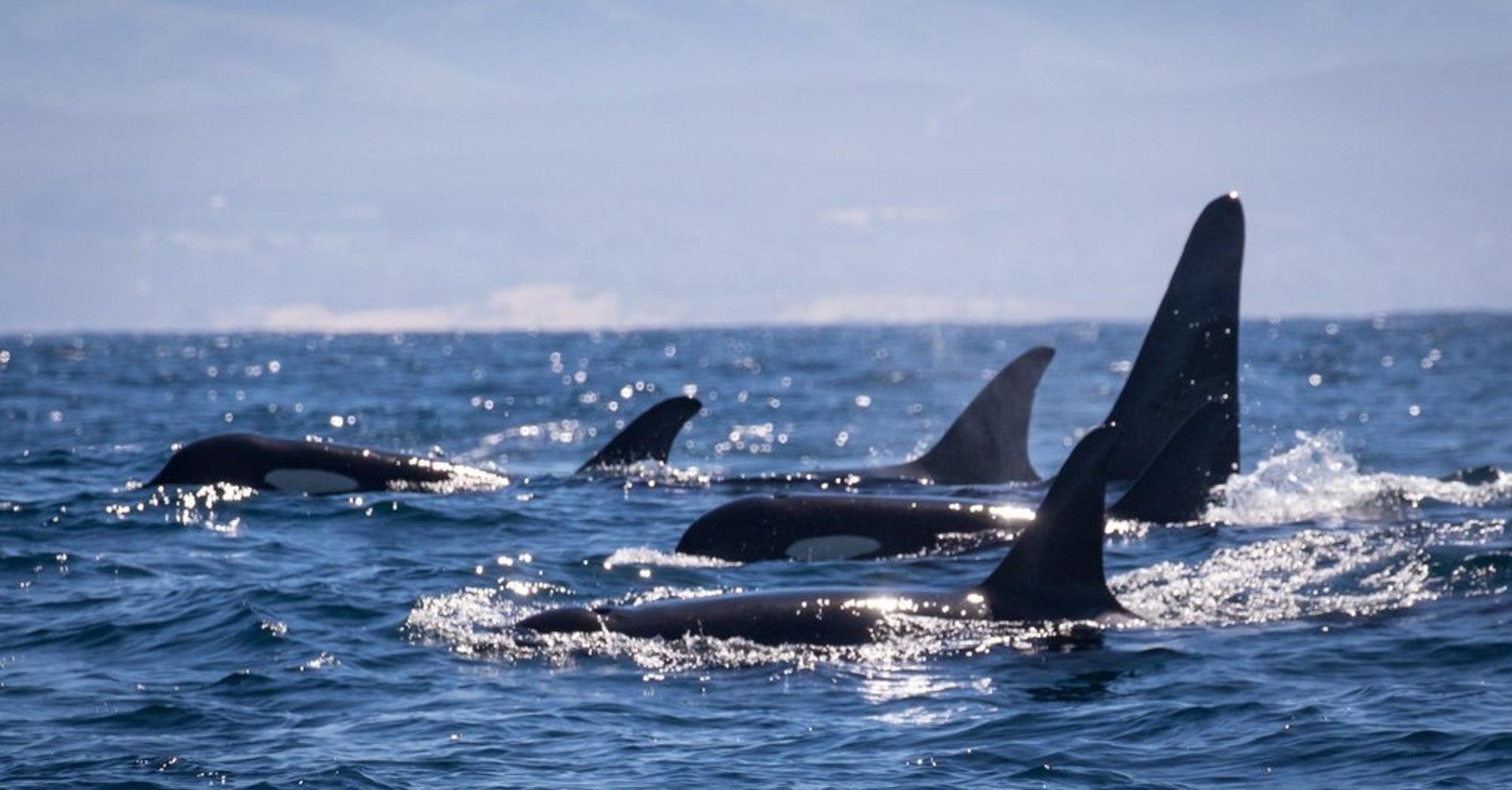 Dozens Of Endangered Orcas Seen Off California Coast For First Time In ...