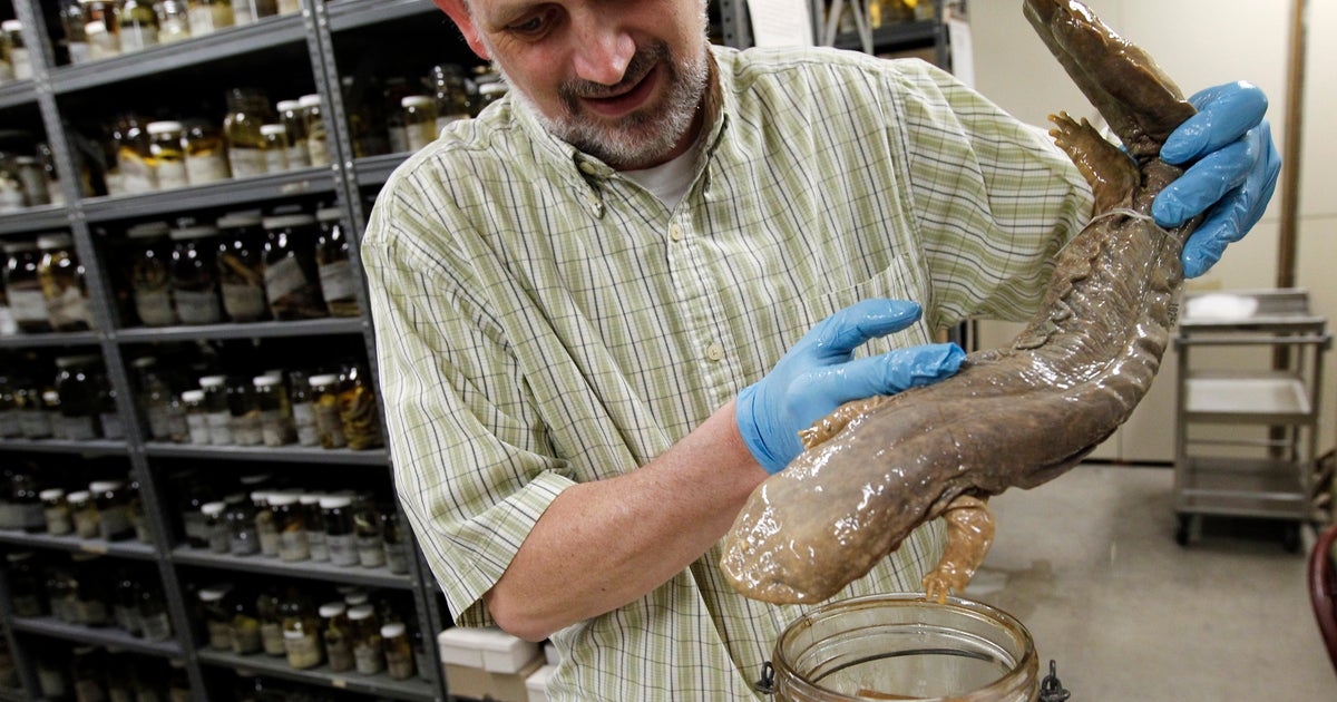 Eastern Hellbender Voted Pennsylvania's Official Amphibian | HuffPost ...