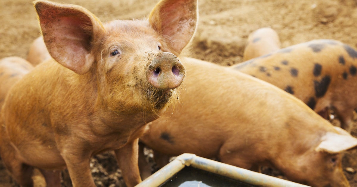 Pig Brains Have Been Revived Four Hours After Death, US Scientists ...