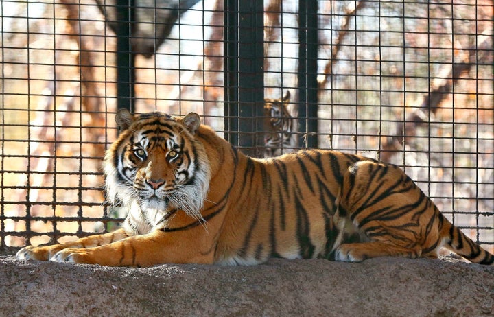Zookeeper Mauled By Topeka Zoo Tiger, Rushed To Hospital | HuffPost ...