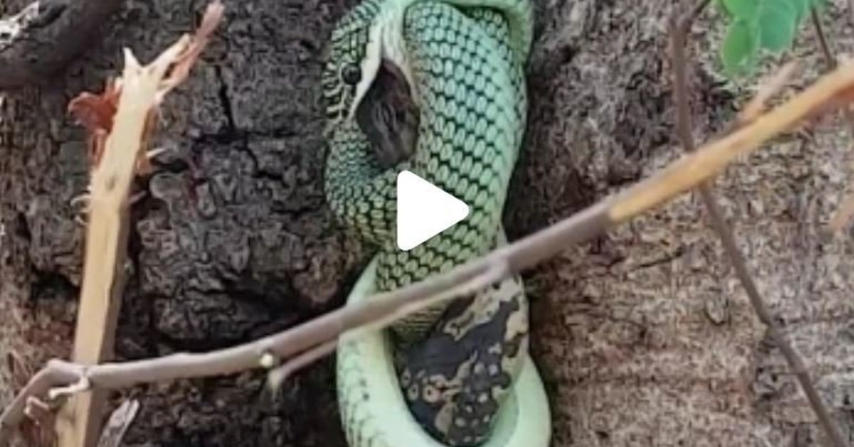 Φίδι σφιχταγκαλιάζει σαύρα για να την καταπιεί | HuffPost Greece ΔΙΕΘΝΕΣ