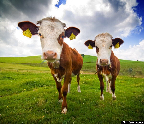 Taiwan's Flying Cows (PHOTOS) | HuffPost The World Post