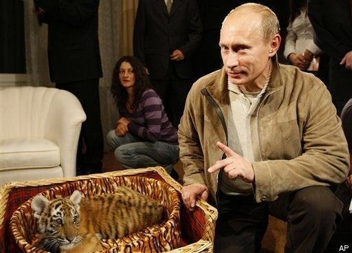 Can Vladimir Putin Save The World's Endangered Tigers? | HuffPost The ...