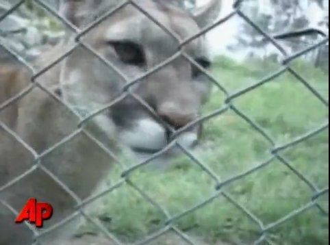 Puma Kills 7-Year-Old Boy In Peru, Zoo Blames Parents (VIDEO ...