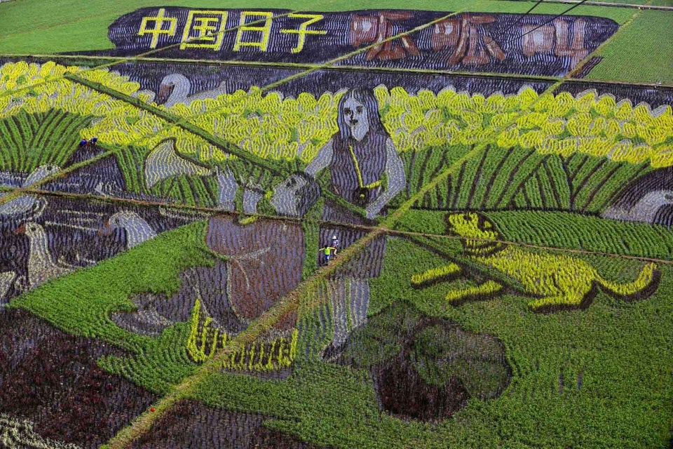 Chinese Farmers Turn Rice Paddies Into Stunning Works Of Art | HuffPost ...