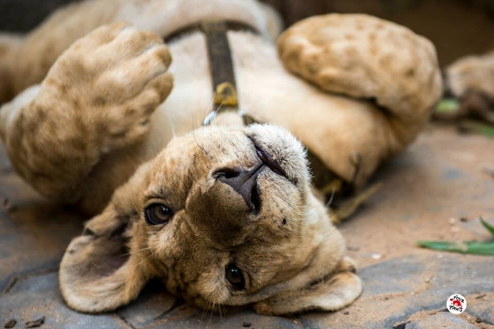 Lion Cubs Snuggle On Journey To Safety From Gaza Refugee Camp ...