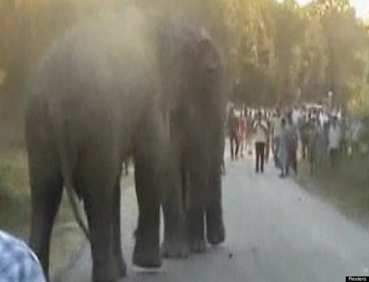 Rare Elephant Fight Caught On Tape In India (VIDEO) | HuffPost The ...